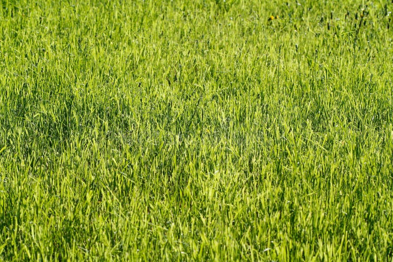 Grass-plot stock photo. Image of freshness, close, shadow - 11740894