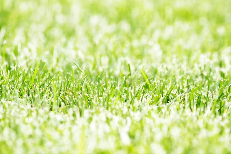 Grass plot stock photo. Image of gardening, healthy - 208850516