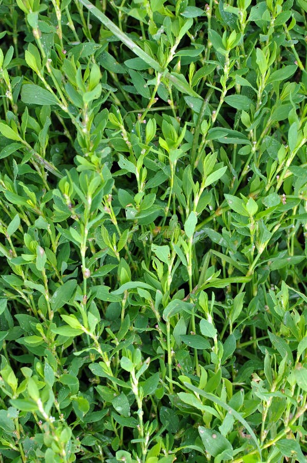 The Grass Polygonum Aviculare Grows in Nature Stock Image - Image of ...
