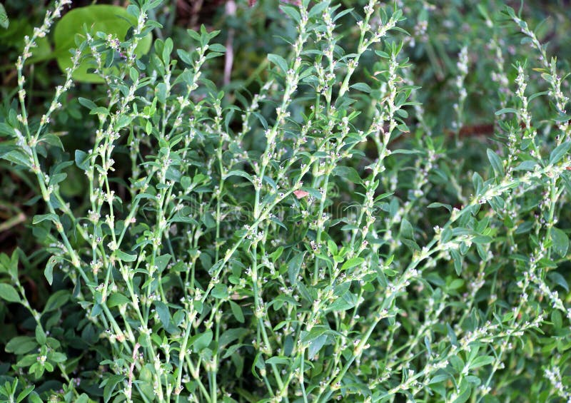 The Grass Polygonum Aviculare Grows in Nature Stock Photo - Image of ...