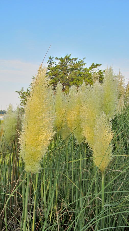 2,449 Pompous Photos - Free & Royalty-Free Stock Photos from Dreamstime