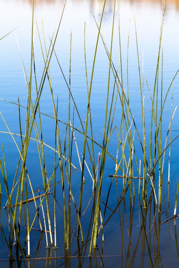 Grass in Pond stock image. Image of swamp, pond, reflective - 48602899