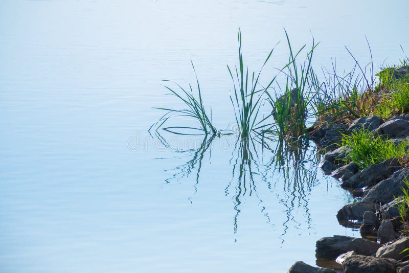 Grass in Pond stock photo. Image of nature, landscape - 123688342