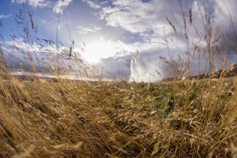 The Grass stock photo. Image of steam, golden, geothermal - 104276404