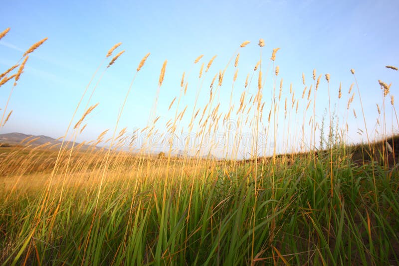 Nature abstract stock image. Image of grass, depth, nature - 3615419