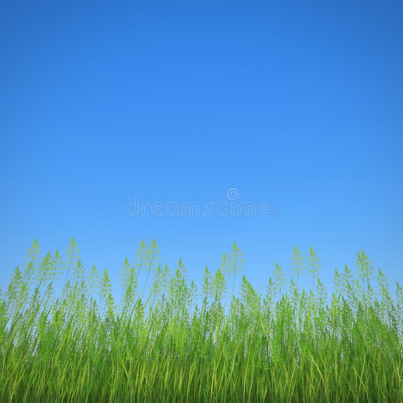 Grass stock image. Image of vegetation, close, white - 30316489