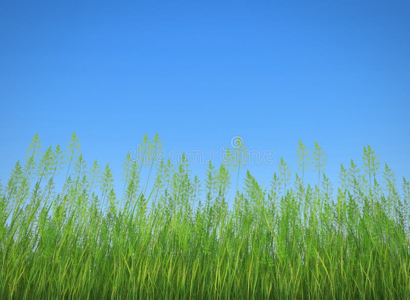 Grass stock image. Image of vegetation, close, white - 30316489