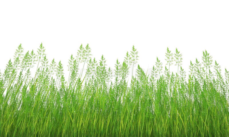 Grass stock image. Image of vegetation, close, white - 30316489
