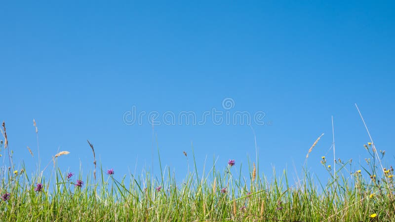 Grass profile and sky stock image. Image of spring, grass - 66295065