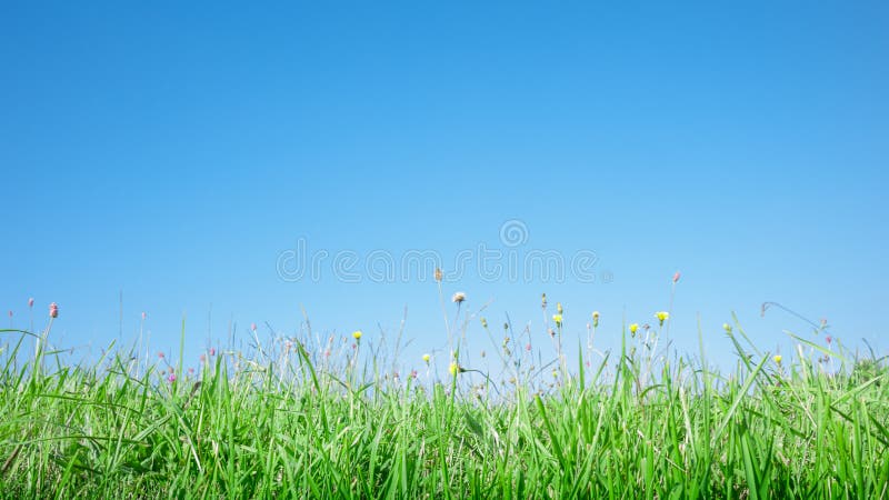 Grass profile isolated stock image. Image of meadow, natural - 69654021