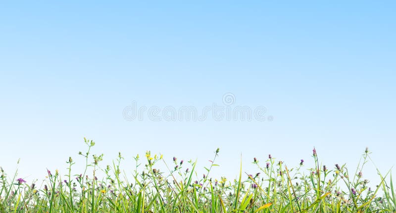 Grass profile isolated stock image. Image of lawn, season - 69654021