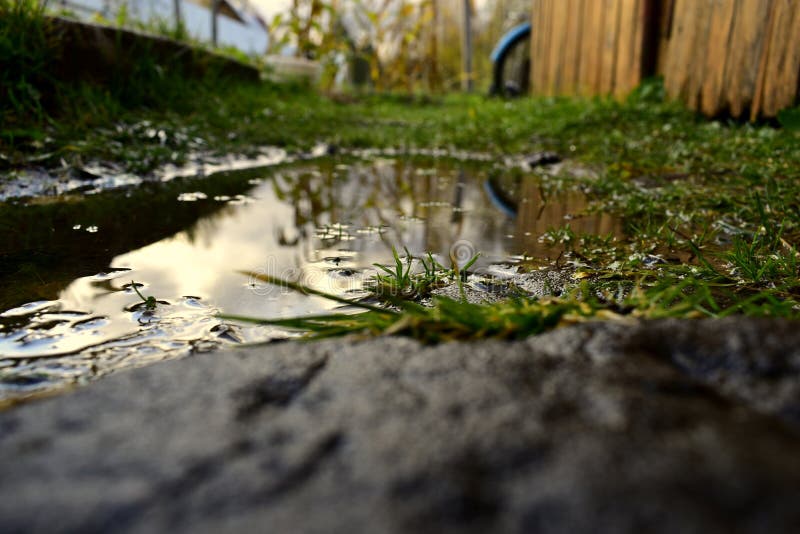 Grass in a Puddle after Rain Stock Photo - Image of nature, summer ...