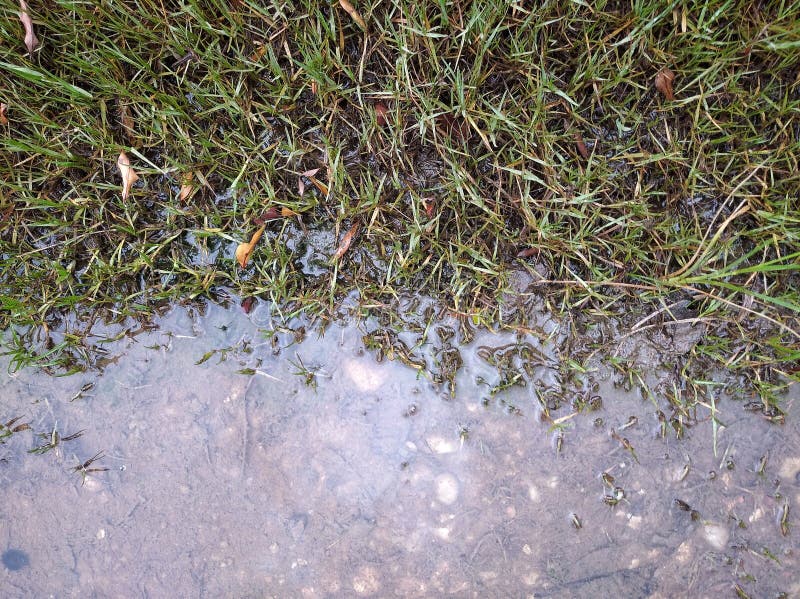Grass in puddle of water stock image. Image of shrub - 262727481