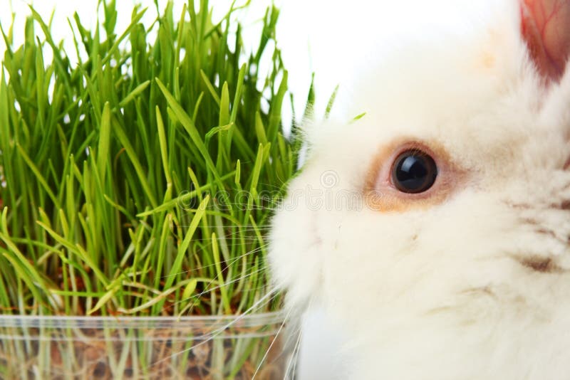 Grass and rabbit stock photo. Image of pasture, holding - 13320996
