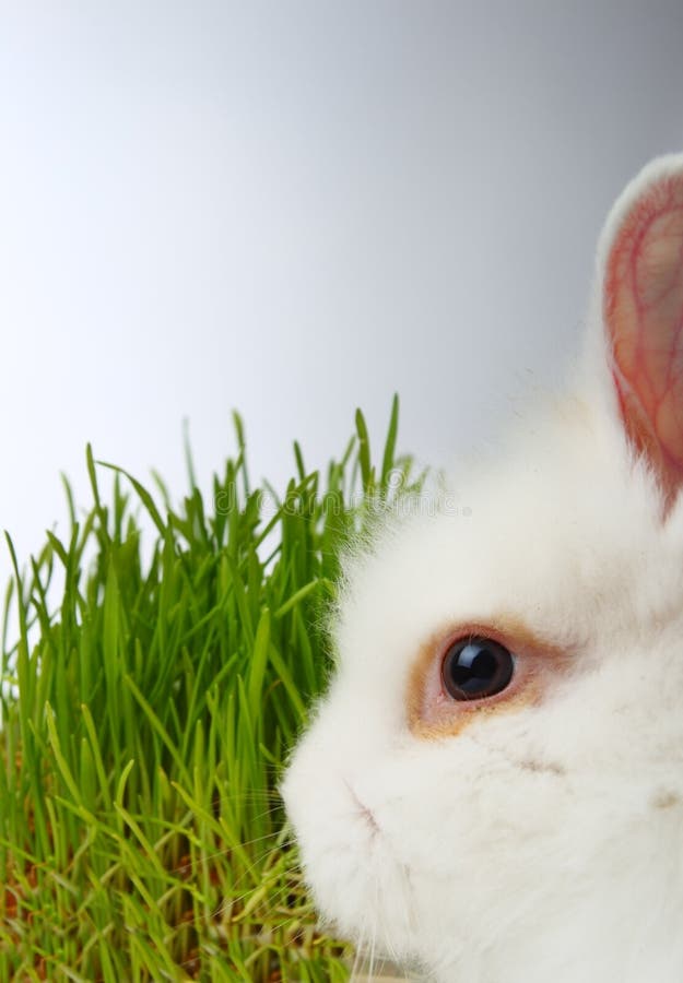 Grass and rabbit stock photo. Image of green, domestic - 13385502