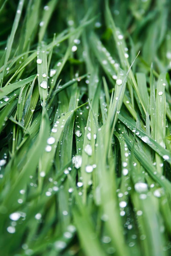 Grass after rain stock photo. Image of water, texture - 43454424