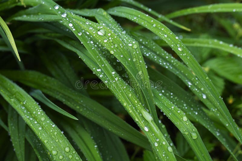 Sedge in a Rain-Garden stock photo. Image of raingarden - 75644214