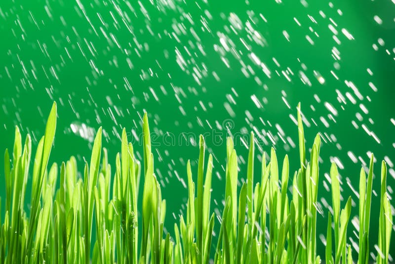 Grass and Rain on Green Background Stock Photo - Image of sparkle ...