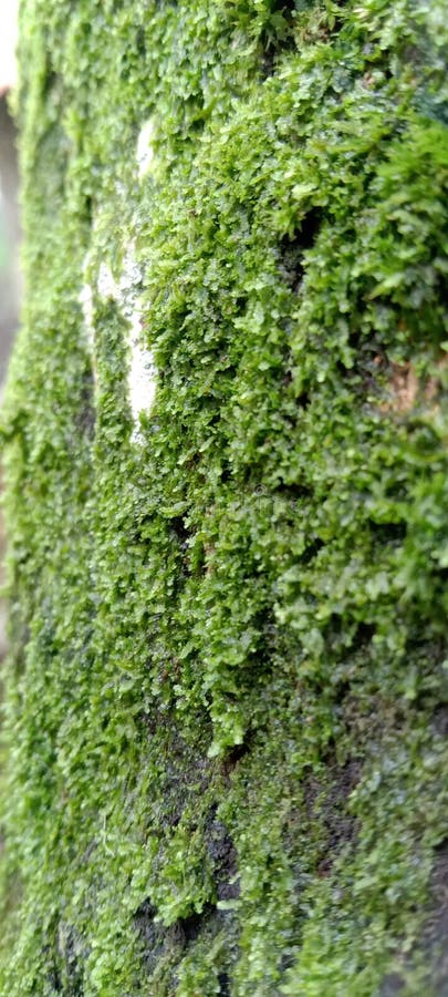 Grass after rain stock image. Image of green, summer - 41746427