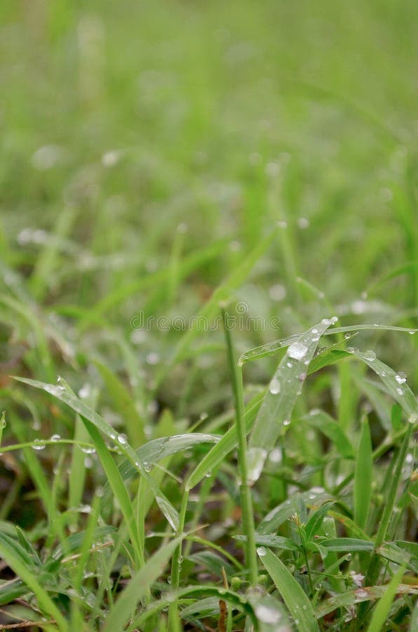 The Grass on the Rain stock photo. Image of raninning - 144808170