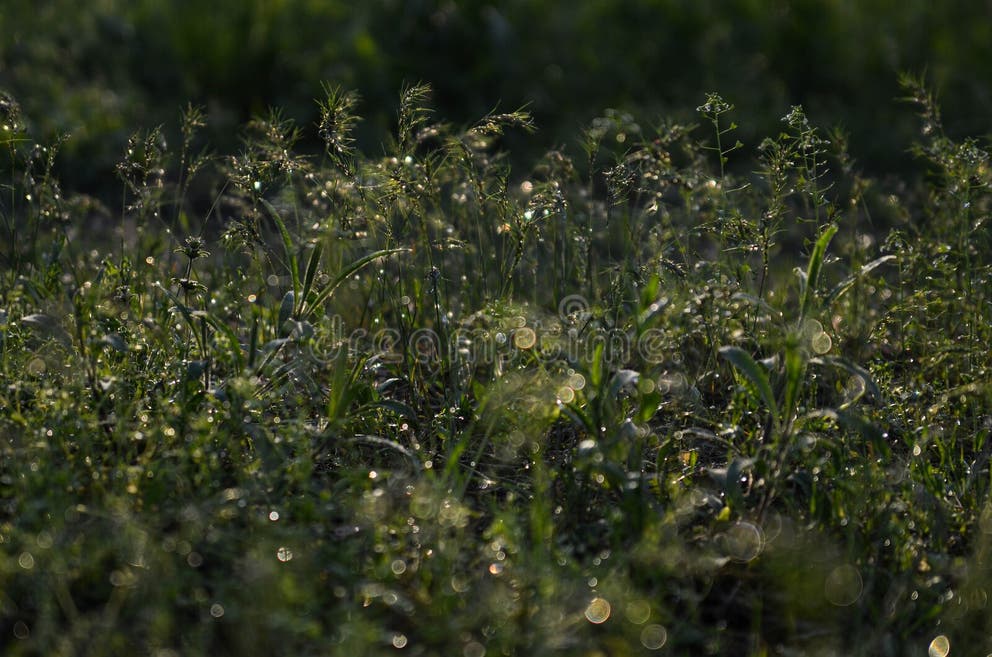 Grass with raindrops stock image. Image of nature, lawn - 280026195