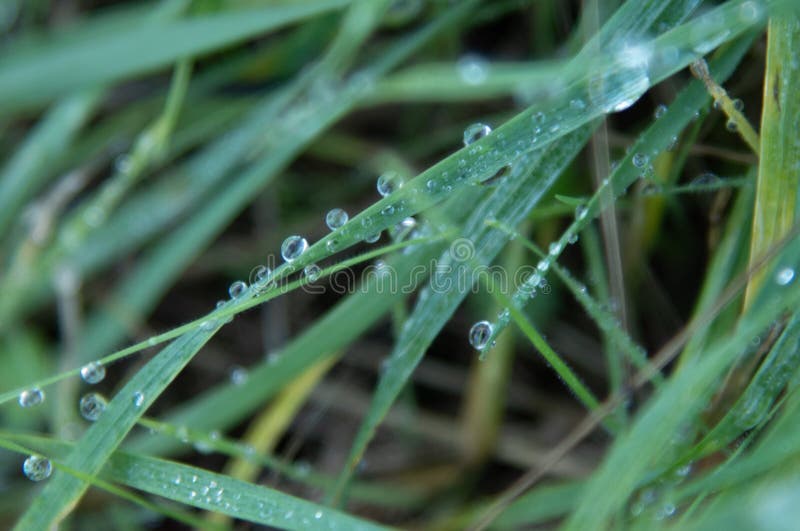 Raindrops Stock Photos - Download 46,217 Royalty Free Photos