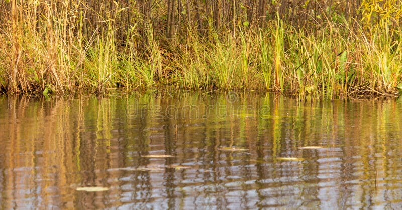 Grass and Reed with Reflection in the Pond Stock Photo - Image of pond ...