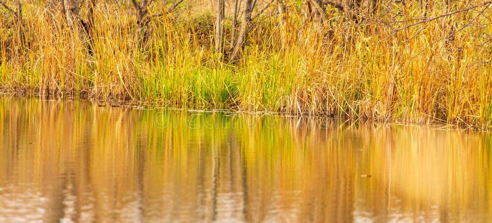 Grass and Reed with Reflection in the Pond Stock Photo - Image of tree ...