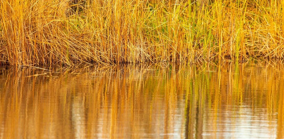 Grass and Reed with Reflection in the Pond Stock Image - Image of water ...