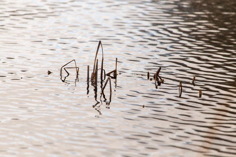 Grass and Reed with Reflection in the Pond Stock Image - Image of green ...