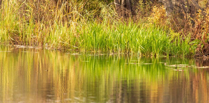 Grass and Reed with Reflection in the Pond Stock Photo - Image of wave ...