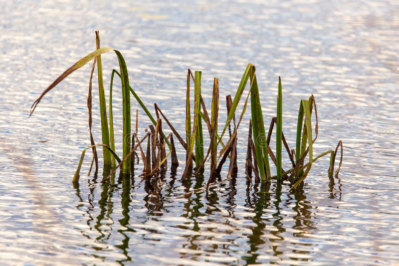 Grass and Reed with Reflection in the Pond Stock Photo - Image of water ...