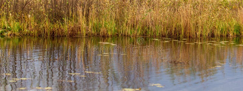 Grass and Reed with Reflection in the Pond Stock Image - Image of ...
