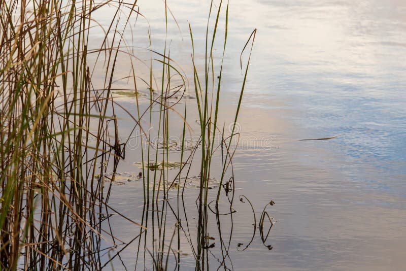 Grass and Reed with Reflection in the Pond Stock Photo - Image of tree ...