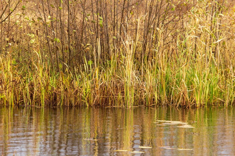 Grass and Reed with Reflection in the Pond Stock Image - Image of pond ...