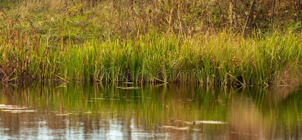Grass and Reed with Reflection in the Pond Stock Image - Image of pond ...