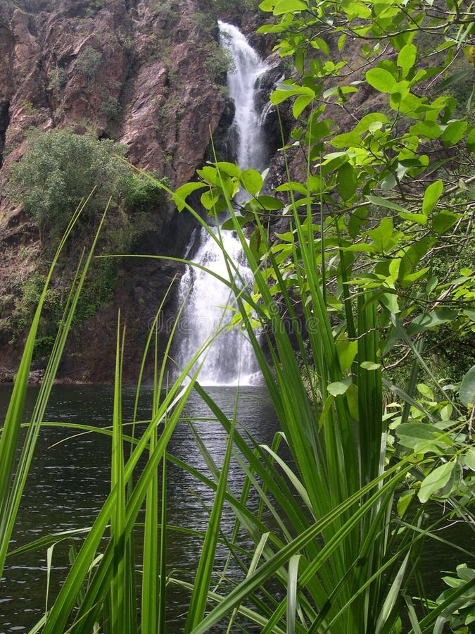 Grass reeds, australia stock photo. Image of gaze, river - 637866