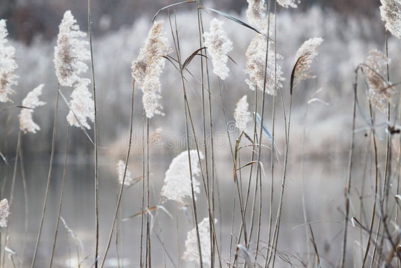 Grass Reeds stock photo. Image of outdoors, nature, quiet - 106564762