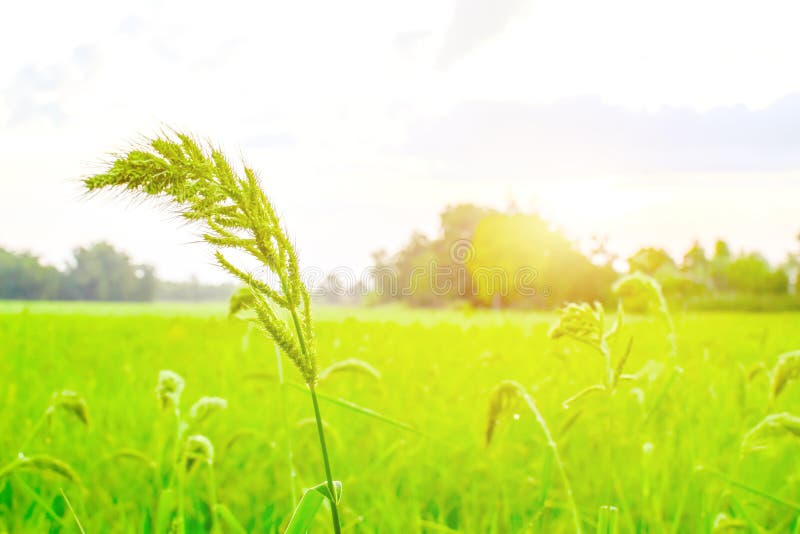 Grass in rice farm stock photo. Image of fall, asian - 81381408