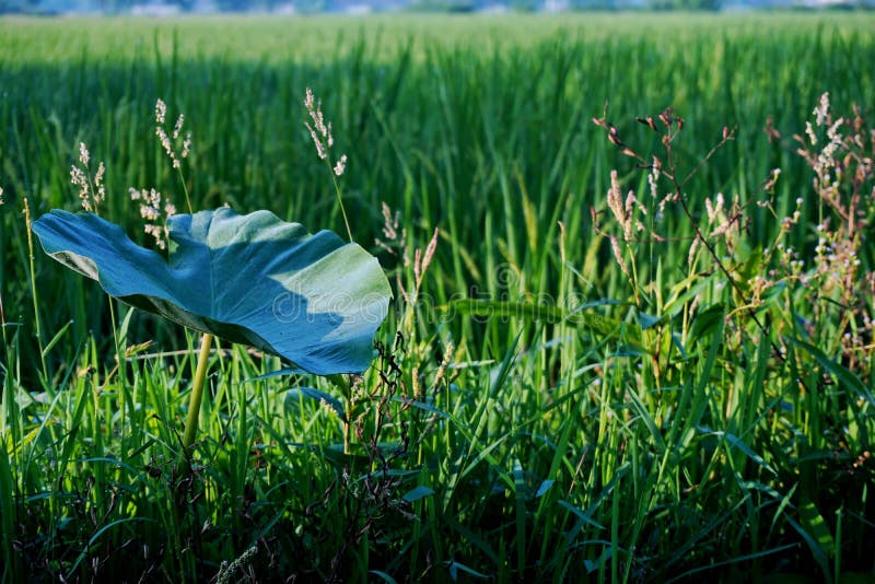 Grass in the Rice Field Area Stock Photo - Image of field, grass: 185450706