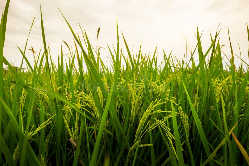 Grass Rice Field Green Seed Blue Sky Stock Photo - Image of meadow ...