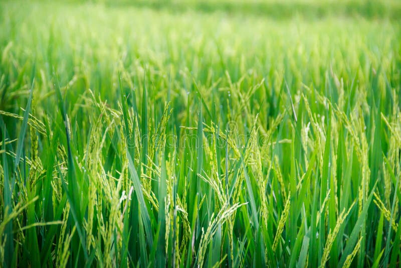 Grass Rice Field Green Seed Blue Sky Stock Photo - Image of golden ...
