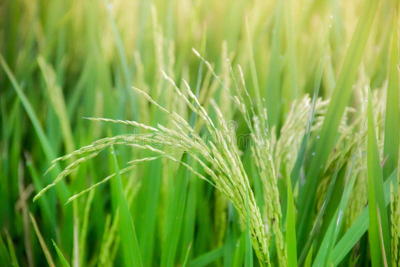 Grass Rice Field Green Seed Blue Sky Stock Photo - Image of green, crop ...