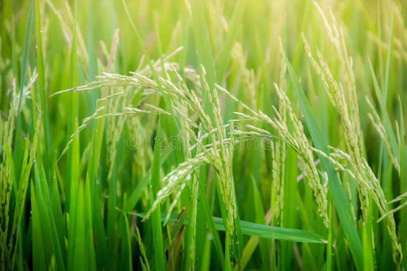 Grass Rice Field Green Seed Blue Sky Stock Image - Image of nature ...