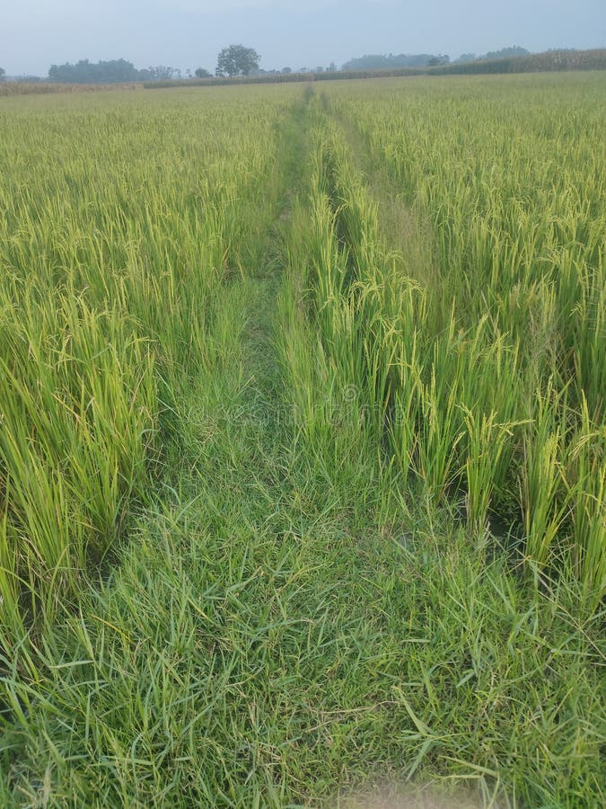 Grass and Rice Field in the Way To Reach You Stock Photo - Image of ...