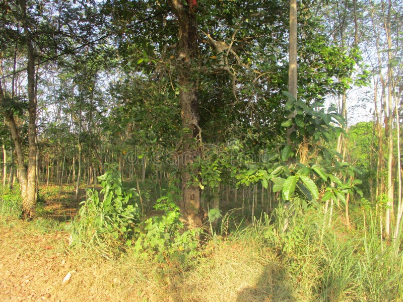 Grass, Rice Fields and Trees in the Forest Stock Image - Image of ...