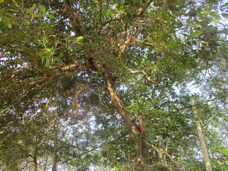 Grass, Rice Fields and Trees in the Forest Stock Photo - Image of ...