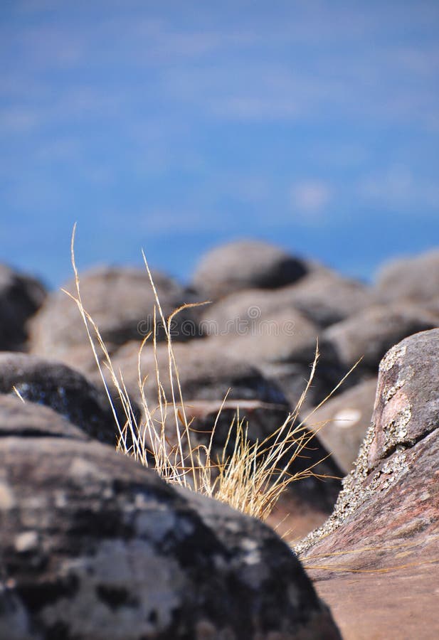 Grass in the rock stock image. Image of wonderful, scenic - 126917885