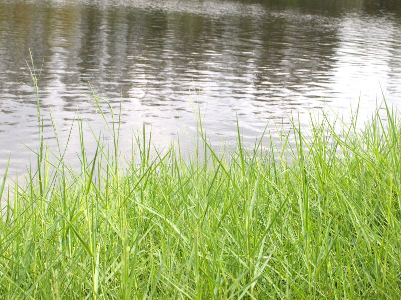 Grass on river stock image. Image of grass, order, landscape - 142782099
