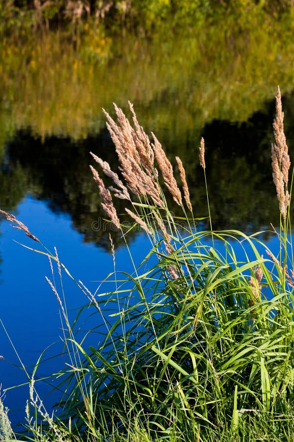 The Grass on the River Bank Stock Image - Image of life, backgrounds ...